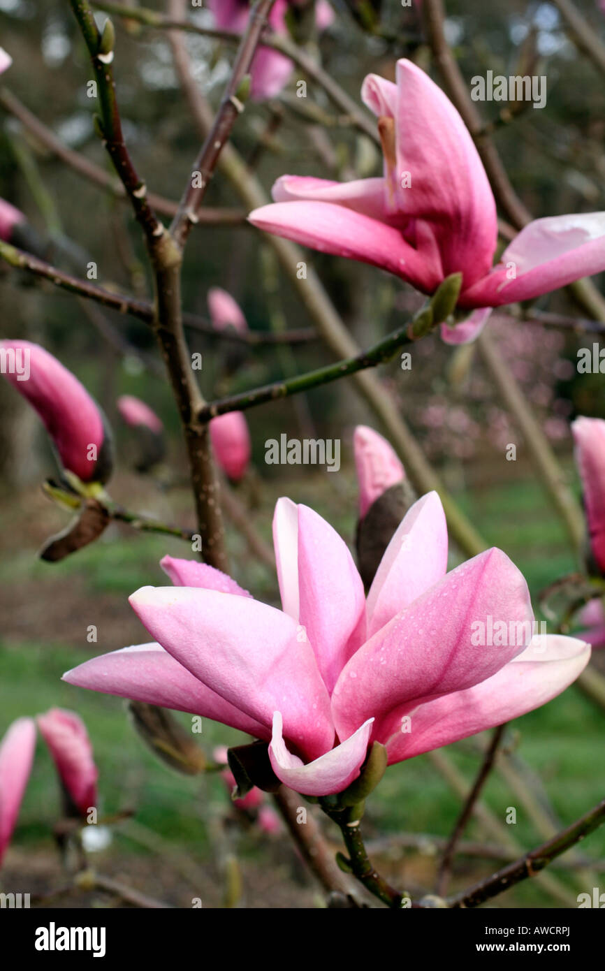 MAGNOLIA STAR WARS AGM Stock Photo - Alamy