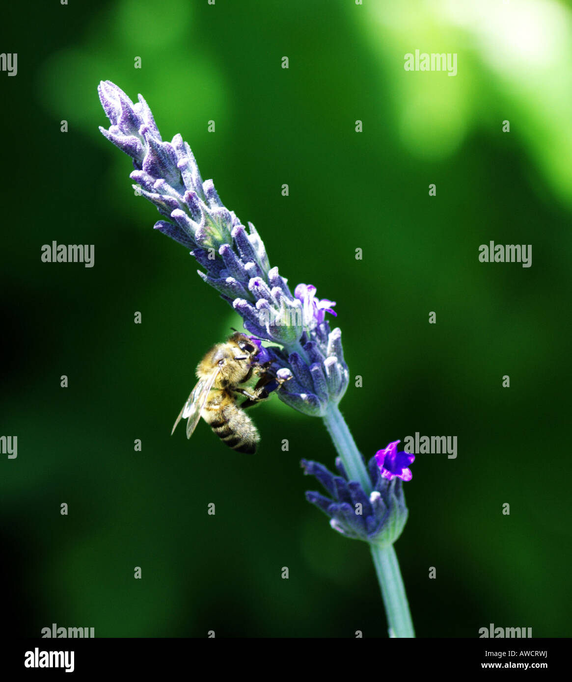 A honey bee collecting nectar Stock Photo - Alamy