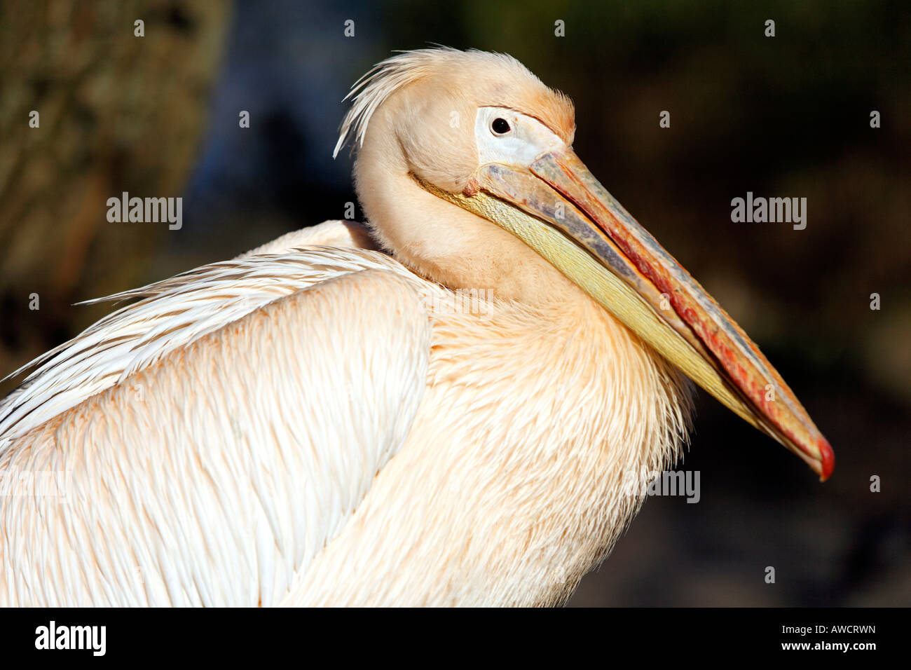 Great White Pelican (Pelecanus onocrotalus Stock Photo - Alamy