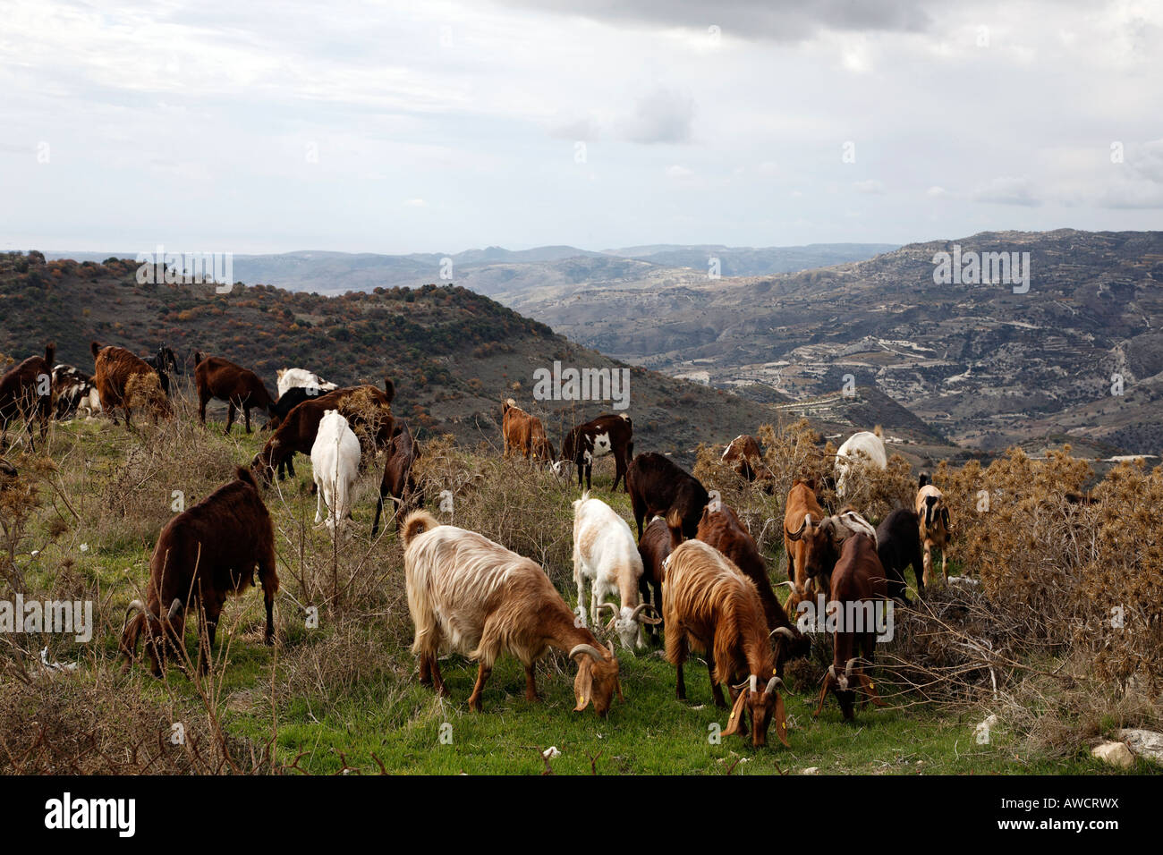 Herd of goats (Capra), Troodos Mountains, Cyprus, Mediterranean, Europe ...