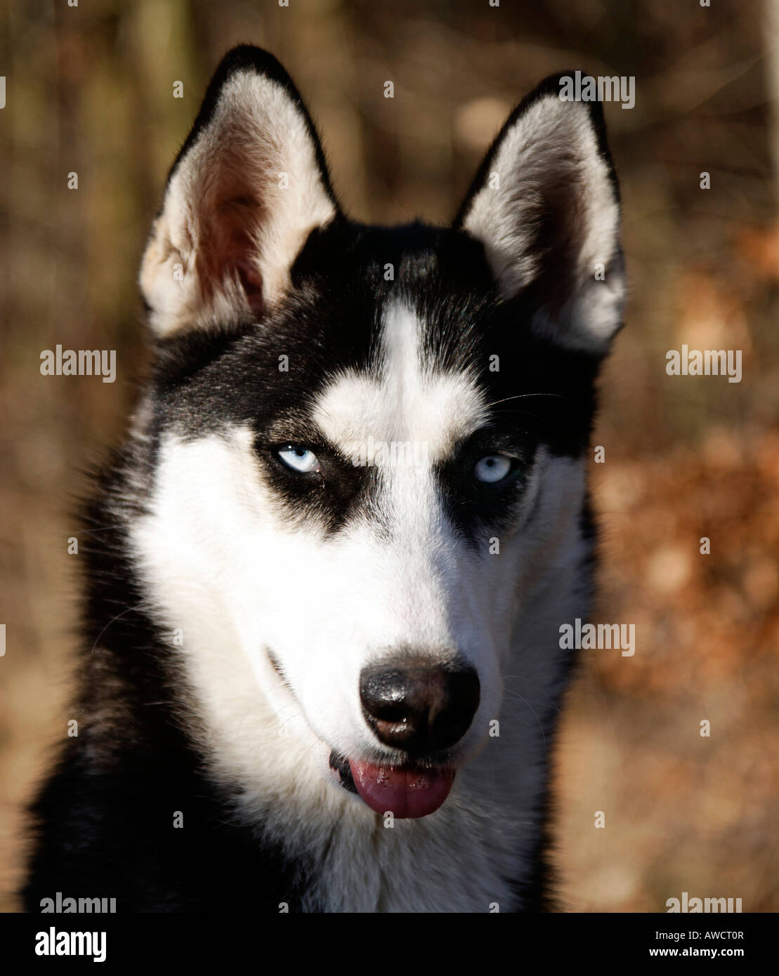 Portrait of a Siberian Husky Stock Photo - Alamy