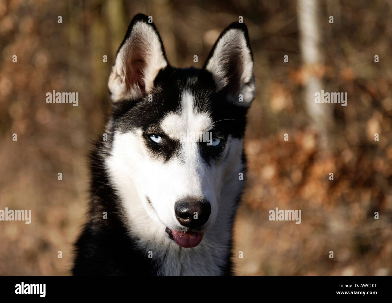 Black and white siberian husky head shot hi-res stock photography and ...