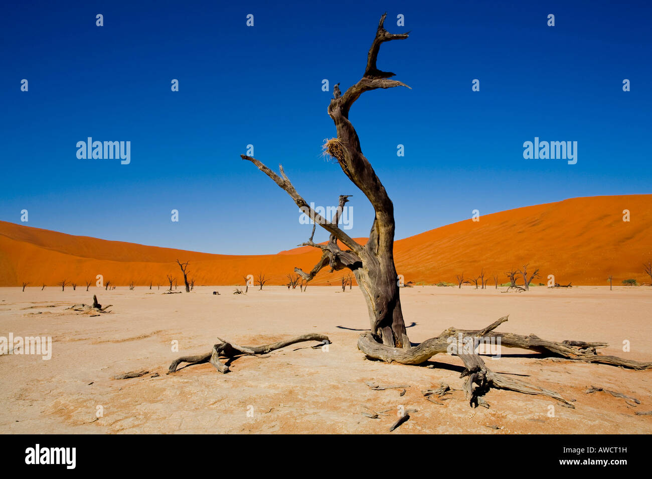Withered tree in desert deadvlei hi-res stock photography and images ...