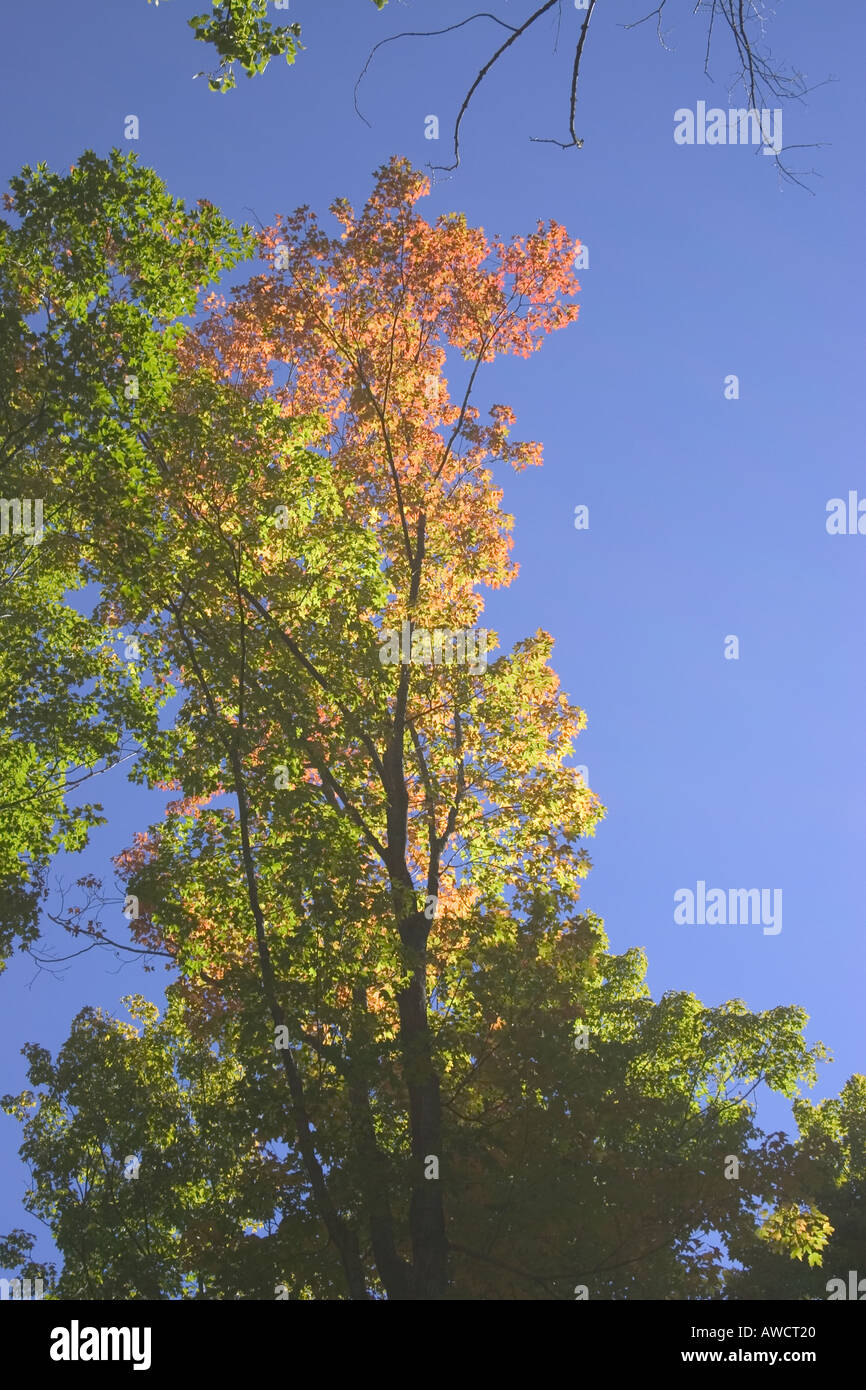 The aspen leaves are changing. Northern Wisconsin Stock Photo - Alamy