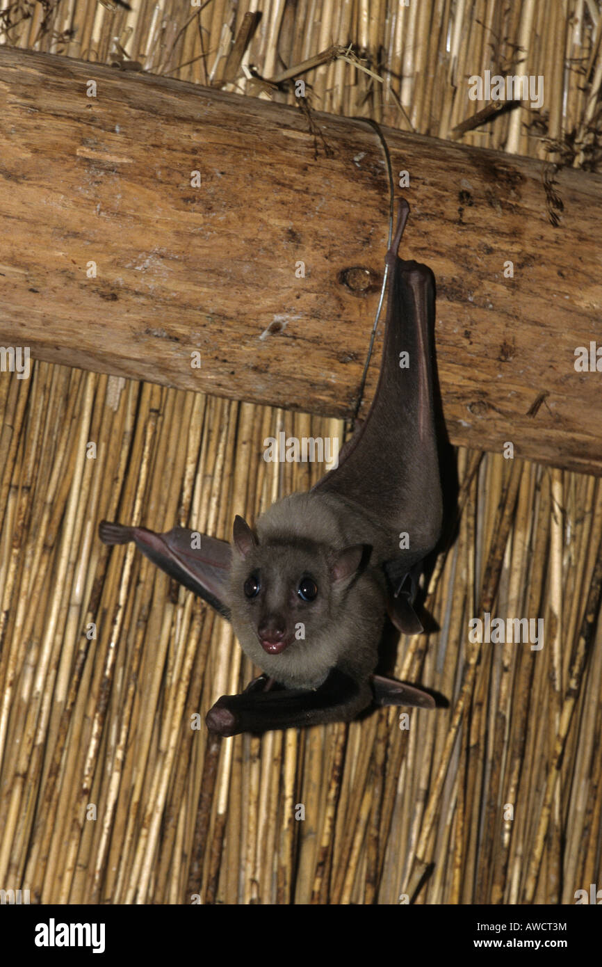 Egyptian Fruit Bat or Egyptian Rousette (Rousettus aegyptiacus Stock ...