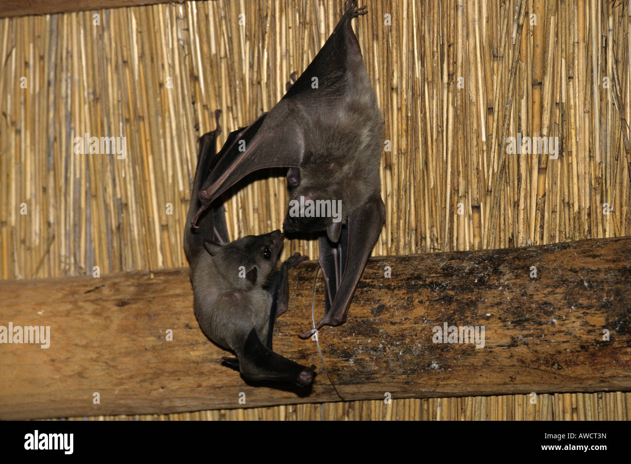 Egyptian Fruit Bat or Egyptian Rousette (Rousettus aegyptiacus Stock ...