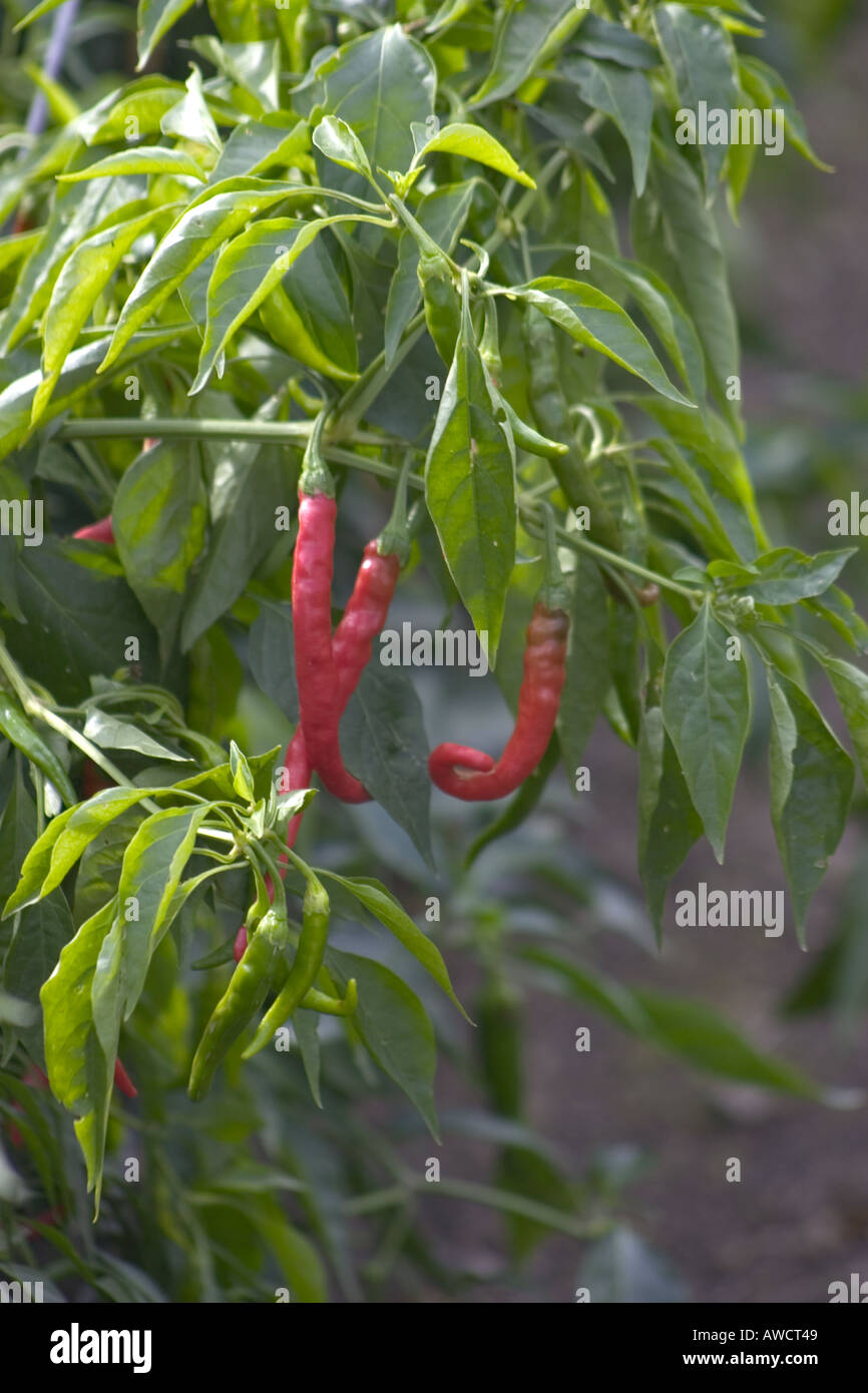 Peppers, Northern California Stock Photo - Alamy