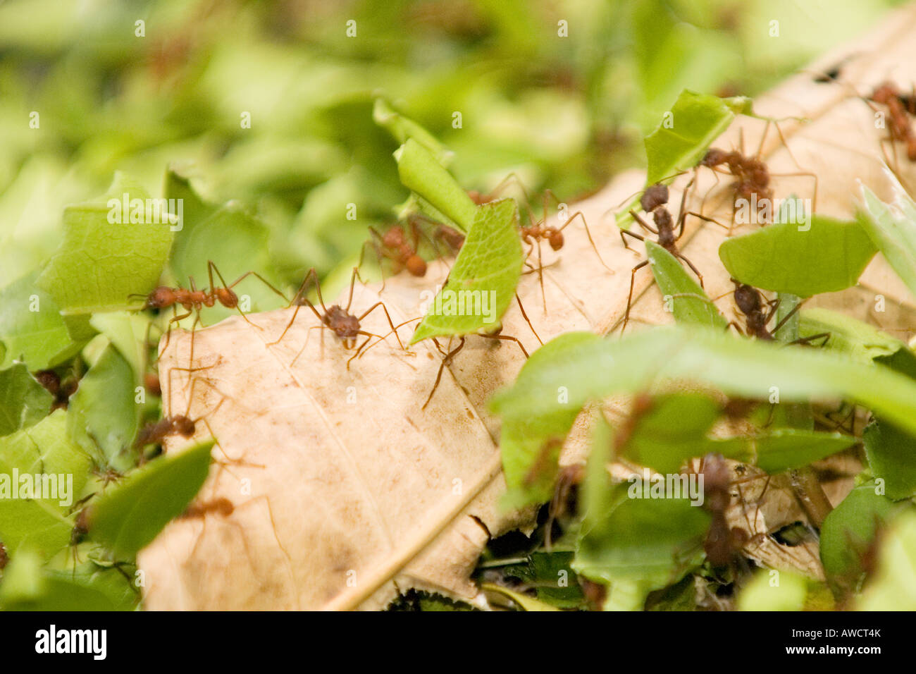 Leaf-cutter Ants, Soberania National Park, Panama Stock Photo - Alamy