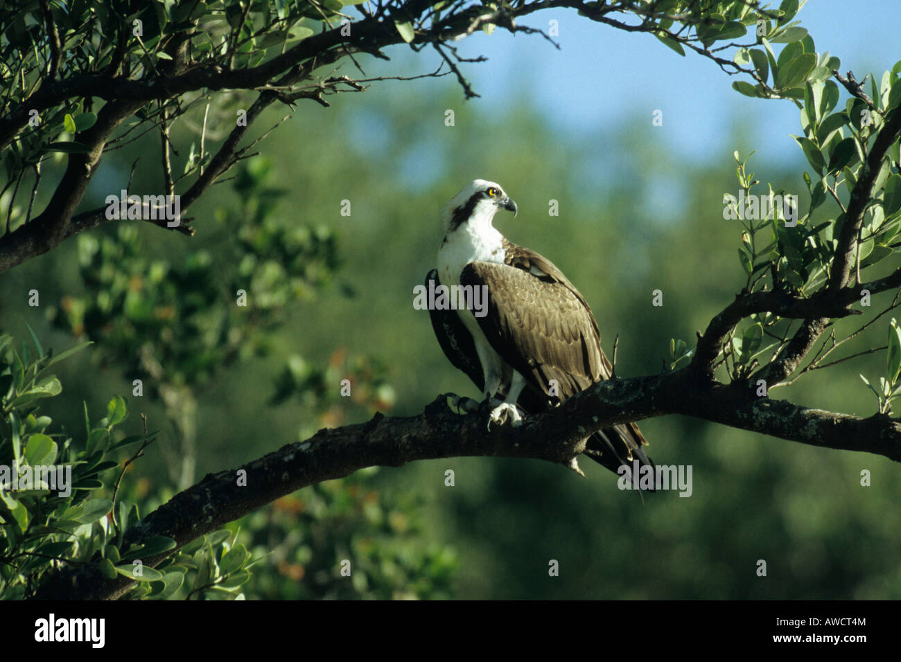 Seahawk bird hi-res stock photography and images - Alamy