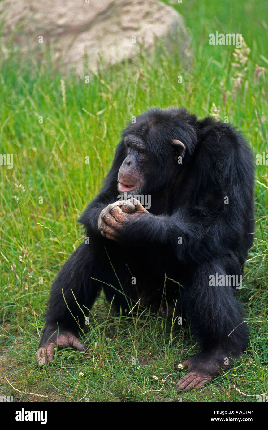 Common Chimpanzee (Pan troglodytes Stock Photo - Alamy