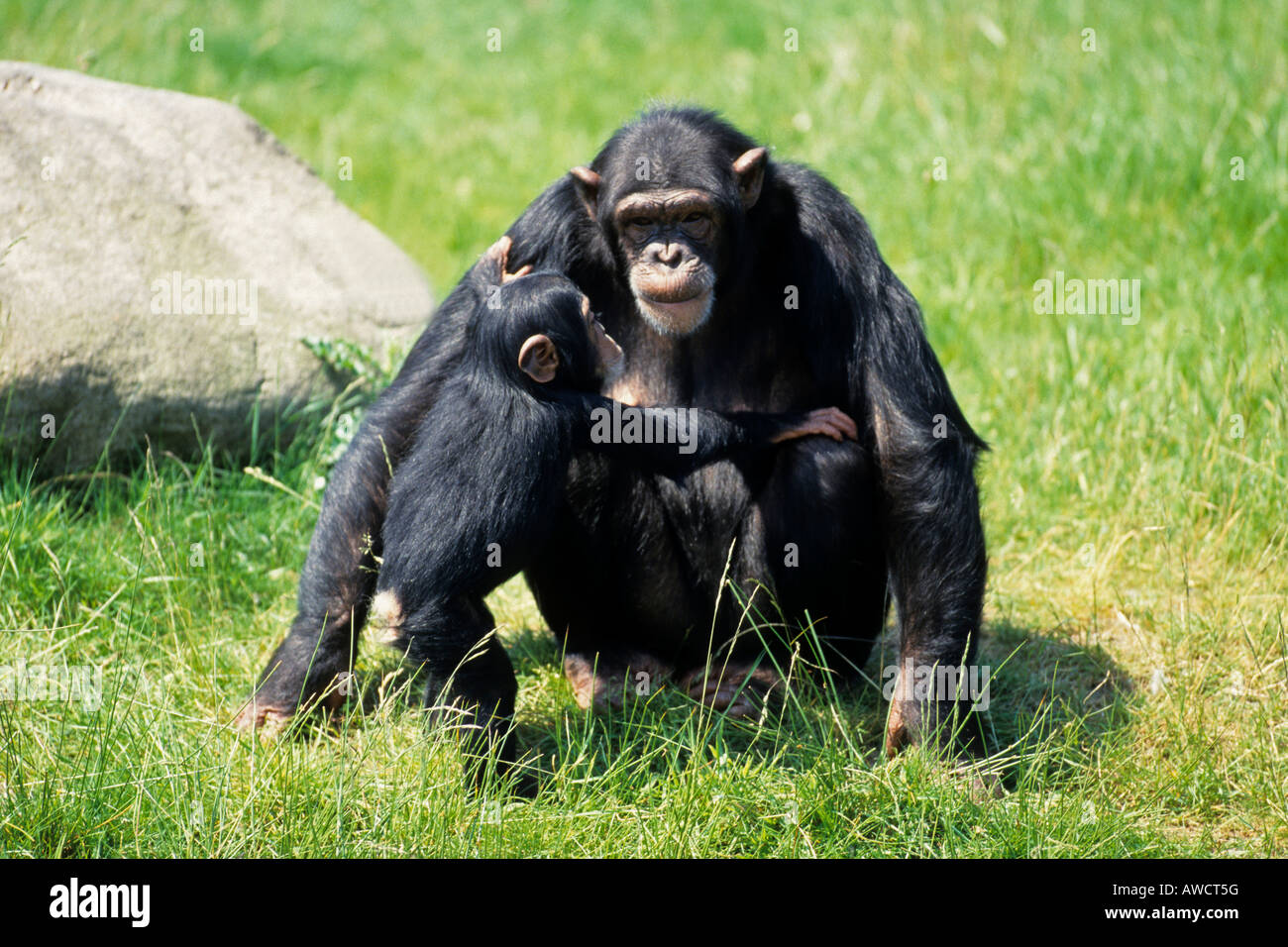 Affe mit baby hi-res stock photography and images - Alamy