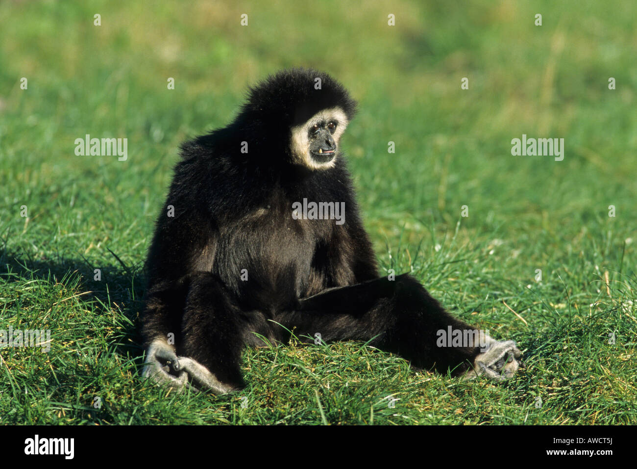 Mueller's Bornean Gibbon or Grey Gibbon (Hylobates muelleri Stock Photo ...