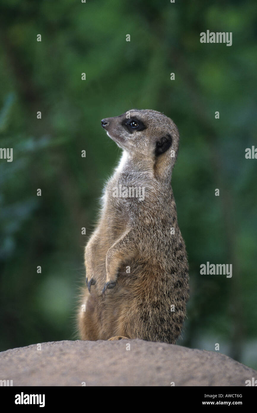 Meerkats suricates suricata suricatta standing hi-res stock photography ...