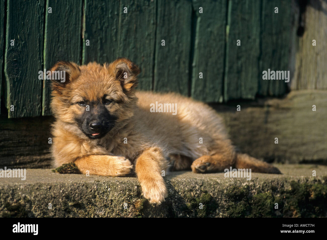 Harzer Fuchs or Harz Fox puppy (Canidae), German dog breed Stock Photo ...