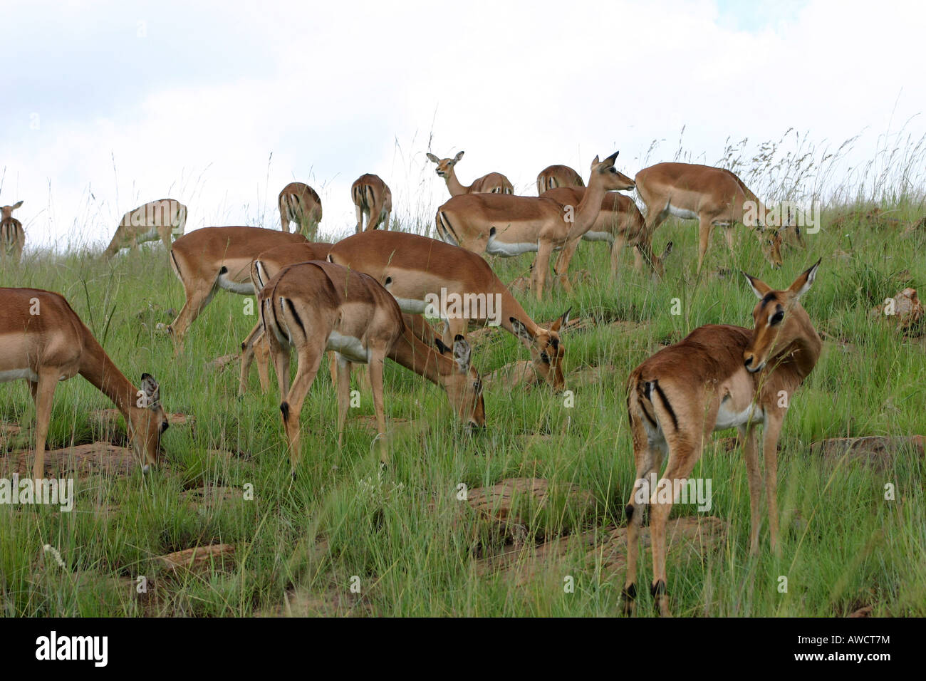 African antelope genus hi-res stock photography and images - Alamy