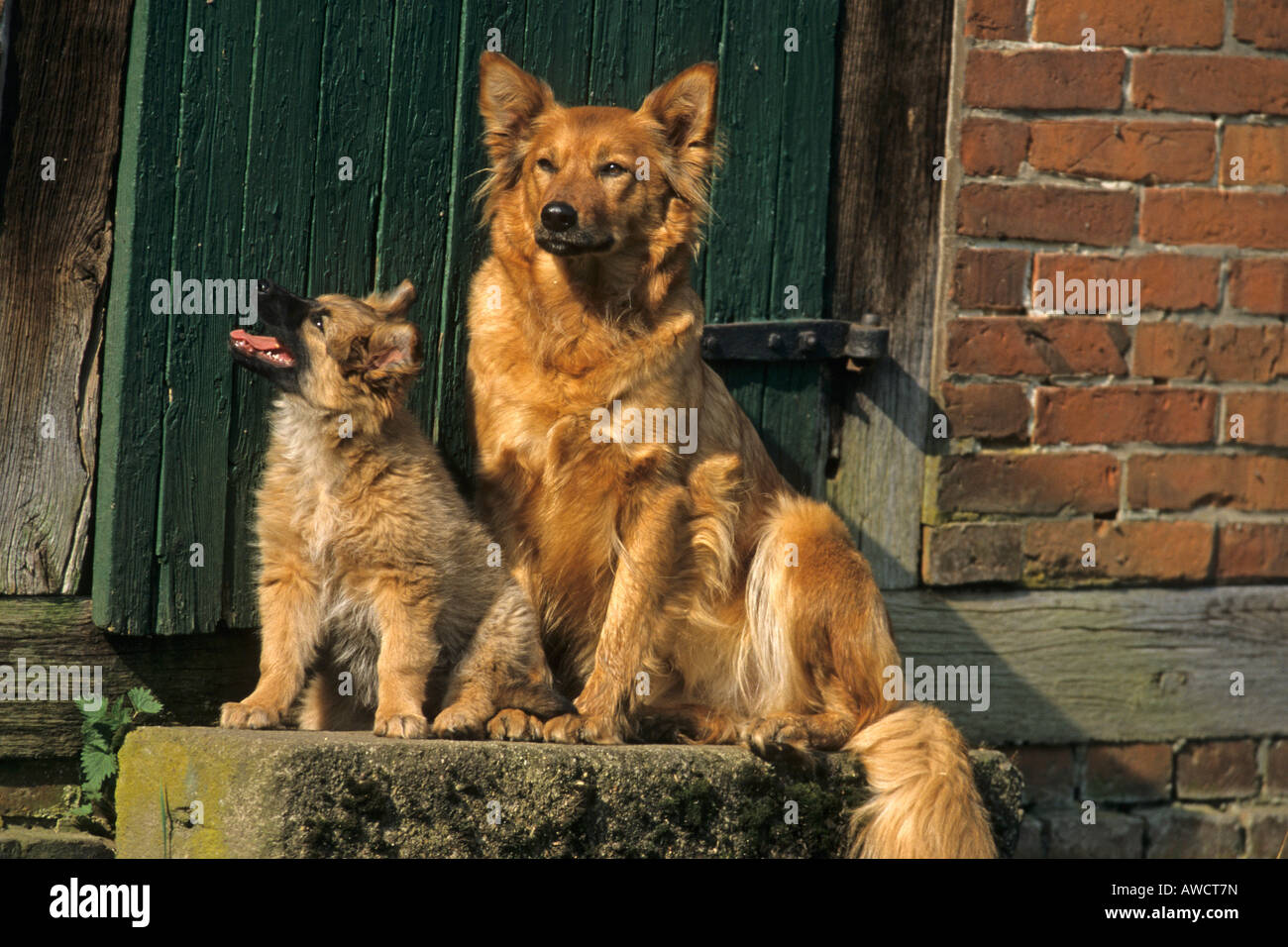 Harzer Fuchs or Harz Fox bitch with puppy (Canidae), German dog breed ...