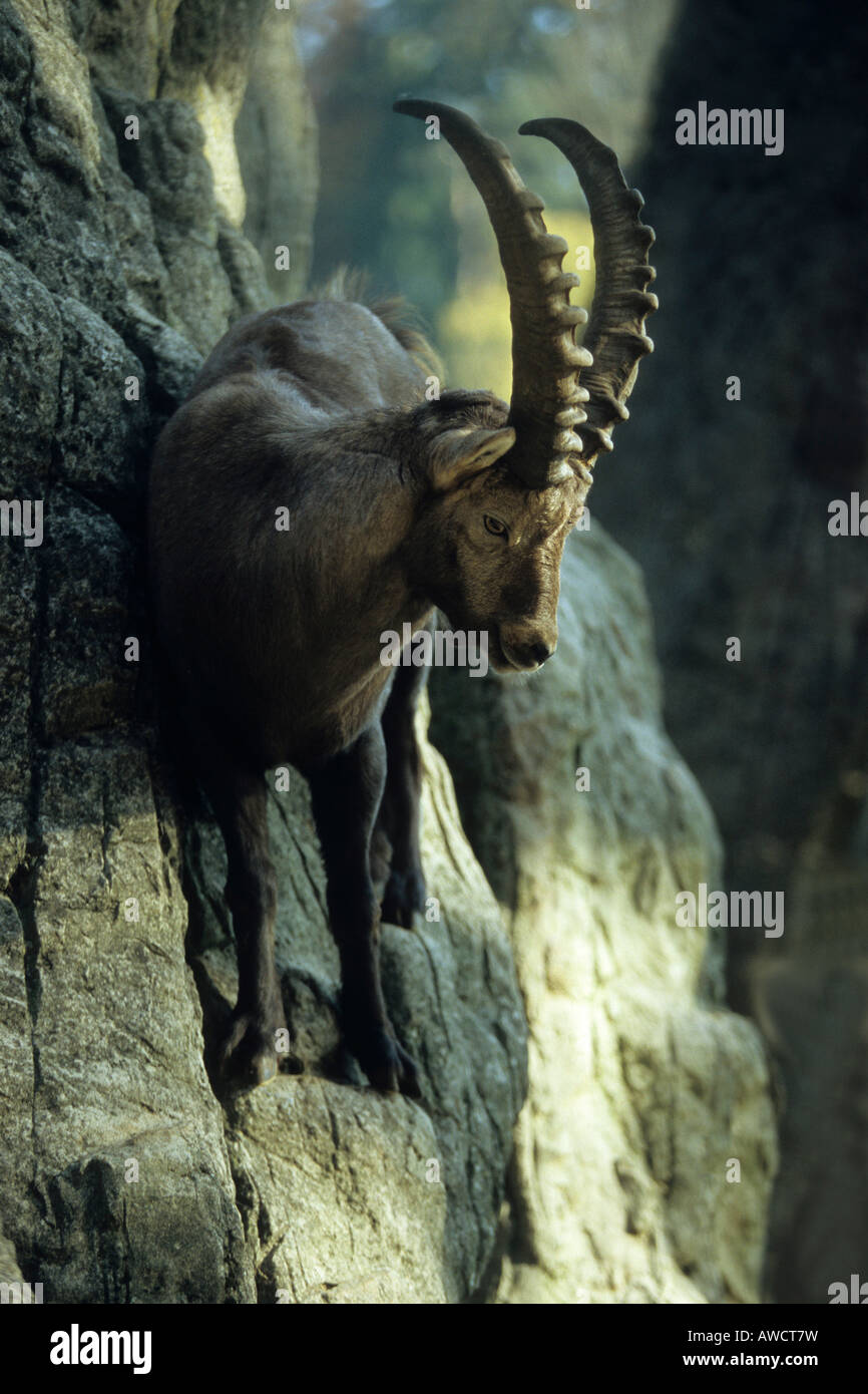 Alpine Ibex (Capra ibex Stock Photo - Alamy