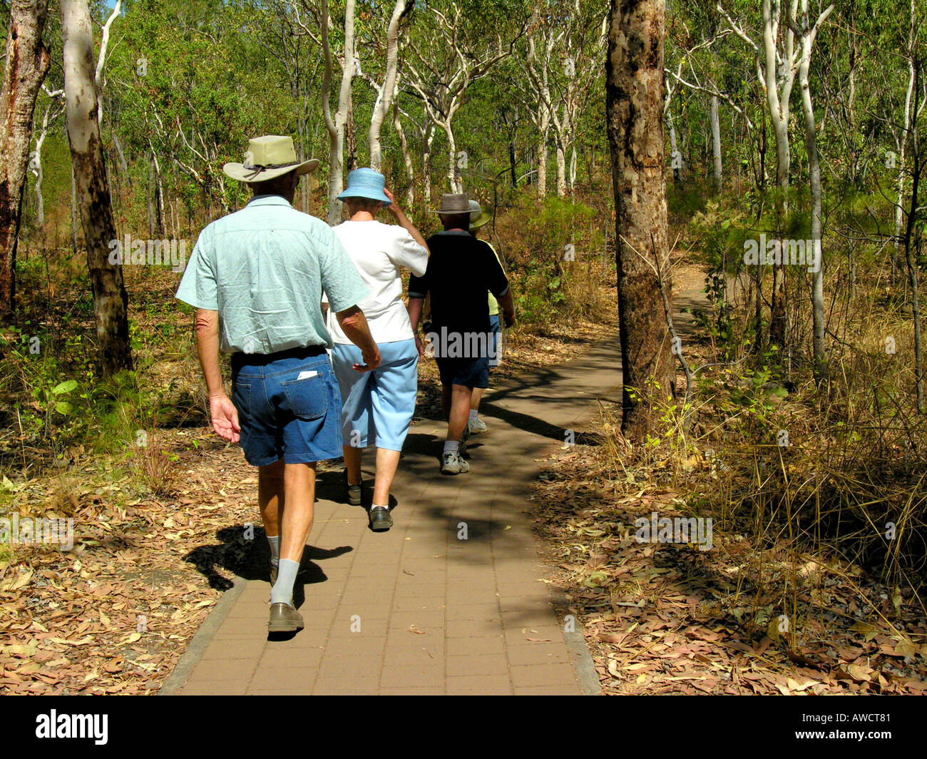 Calmness wood forest national park nature calmness greenery delicate hi-res stock photography ...