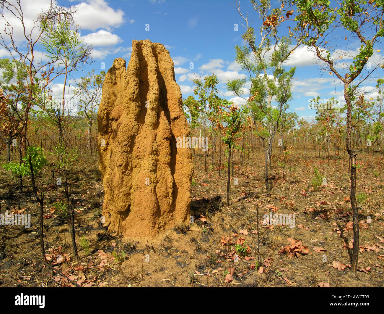 Termite Mounds Northern Territories Stock Photo - Alamy