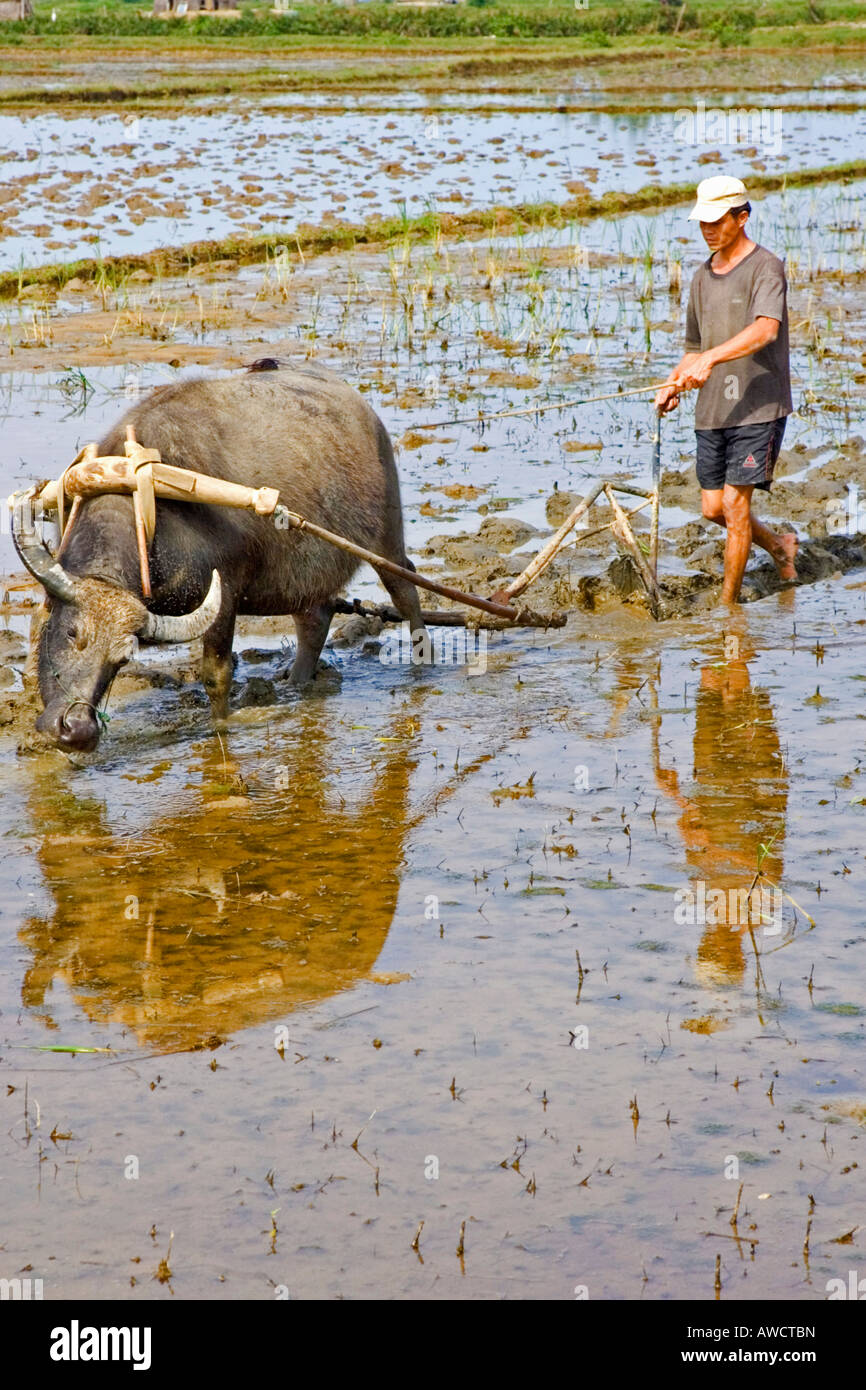 Vietnamese rice farmer ploughing his field with a water buffalo ...