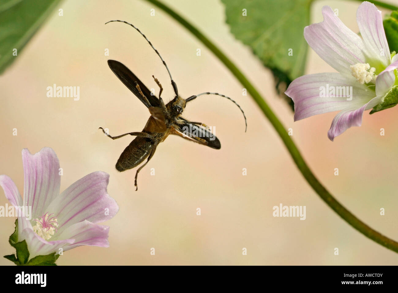 Golden-bloomed Grey Longhorn Beetle Stock Photo - Alamy