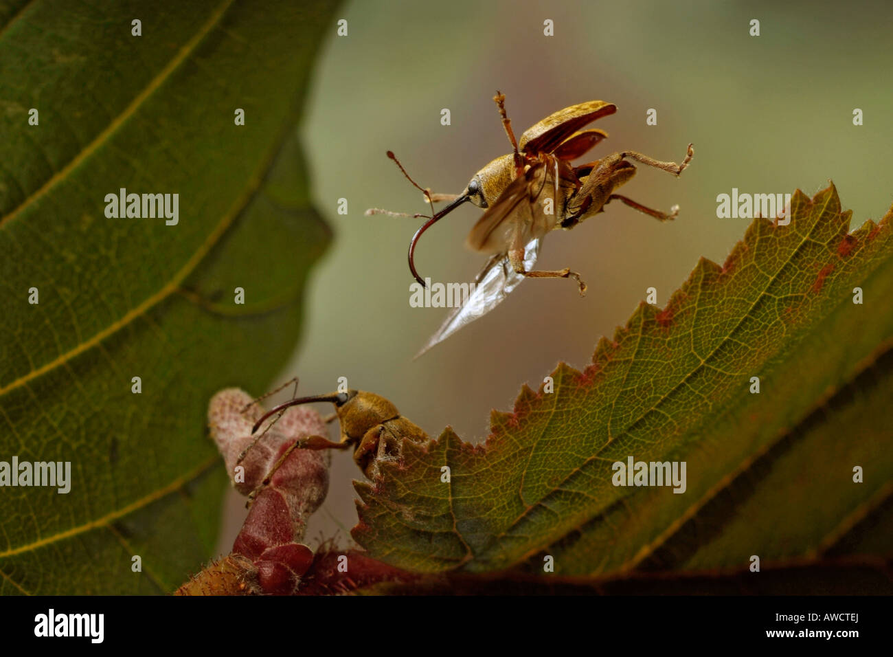 Haselnussbohre hi-res stock photography and images - Alamy