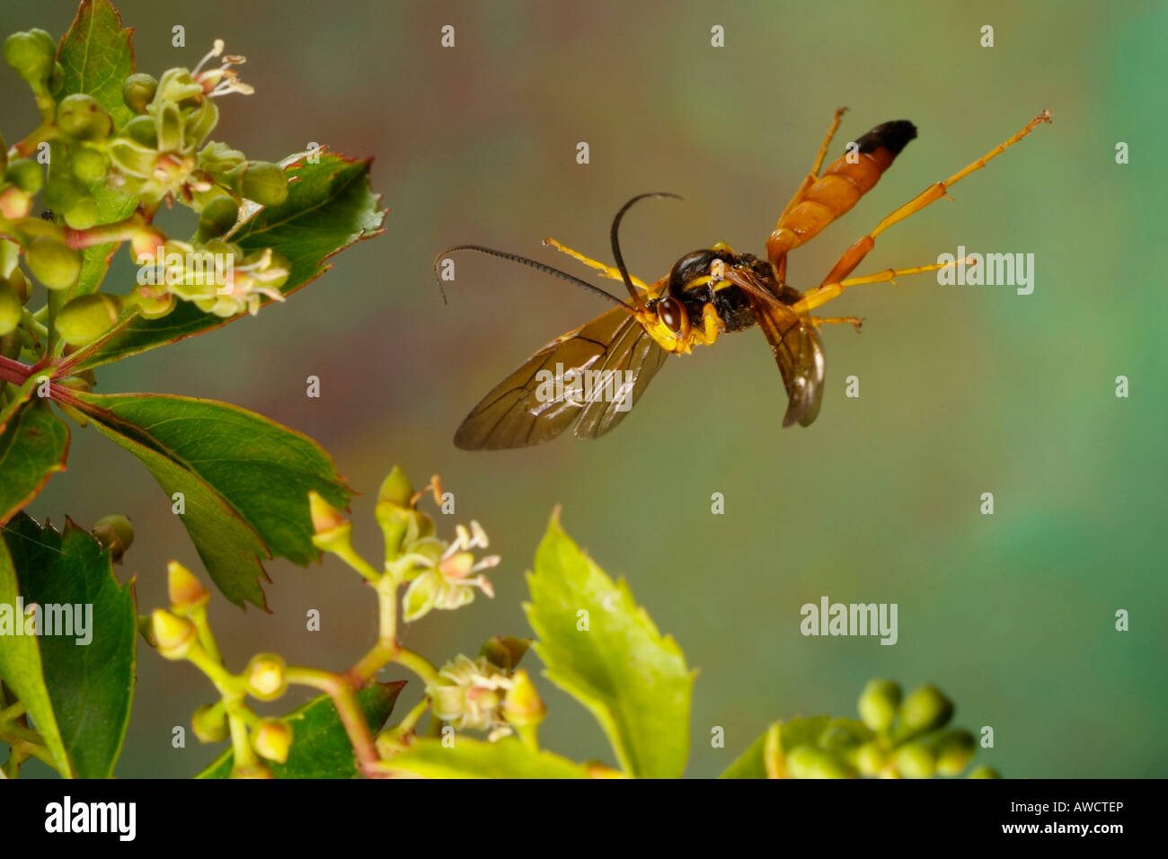 Ichneumon flies hi-res stock photography and images - Alamy