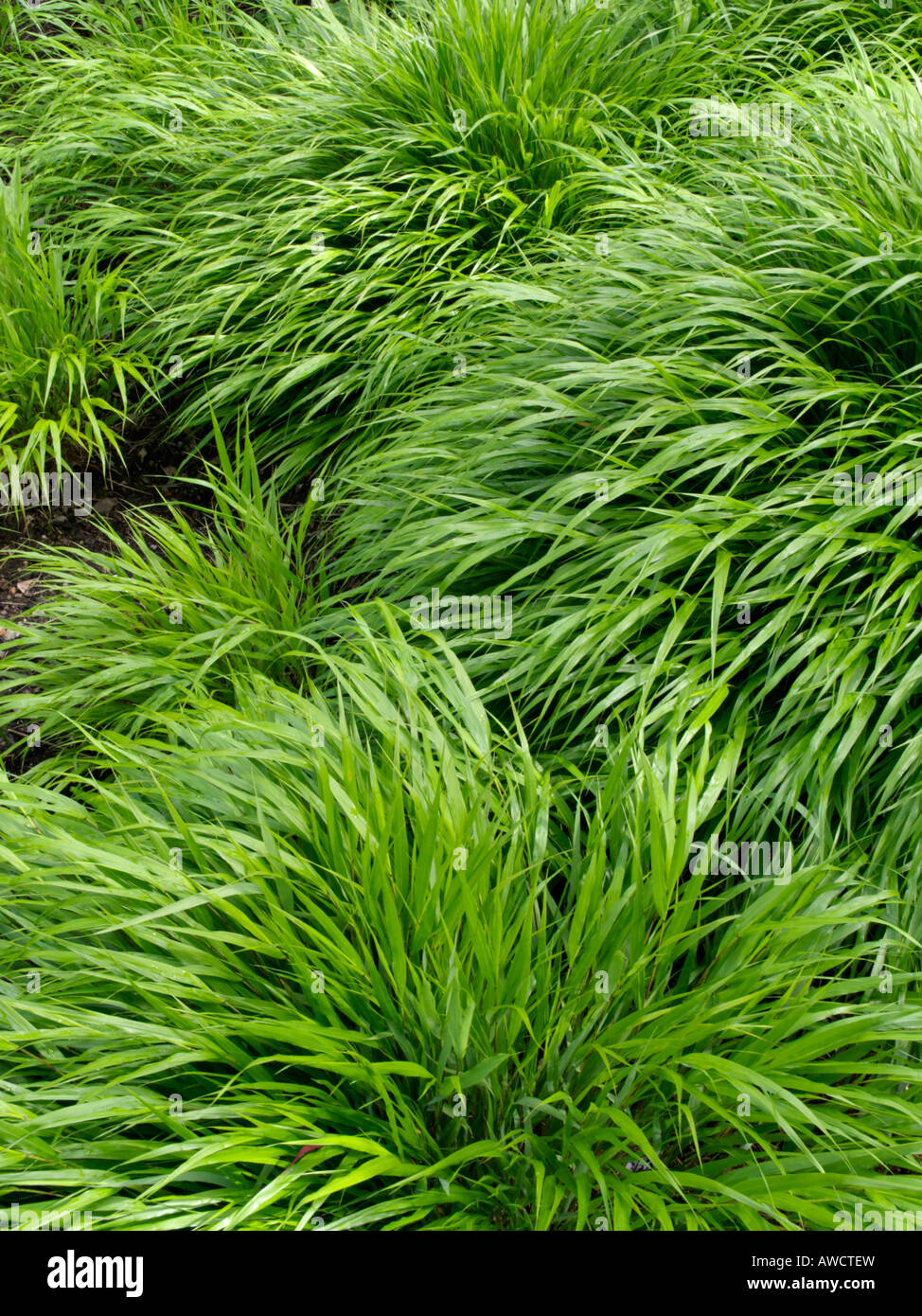 Hakonechloa macra hi-res stock photography and images - Alamy