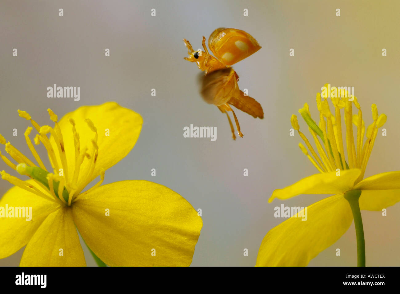 Orange Ladybird or Orange Ladybug (Halyzia sedecimguttata), in flight ...