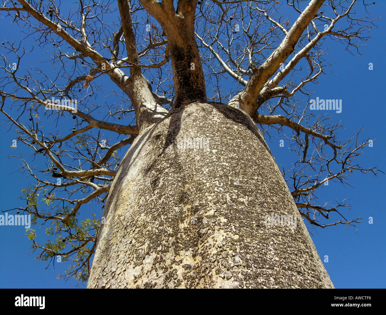 Boab tree hi-res stock photography and images - Alamy