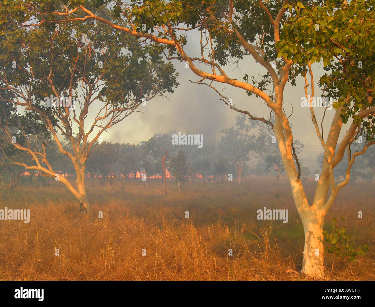 Wildfire flames forest daytime hi-res stock photography and images - Alamy