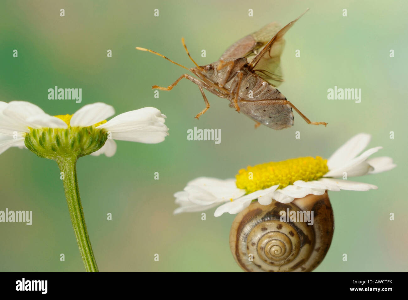 Stink Bug or Shield Bug (Arma custos), in flight Stock Photo - Alamy
