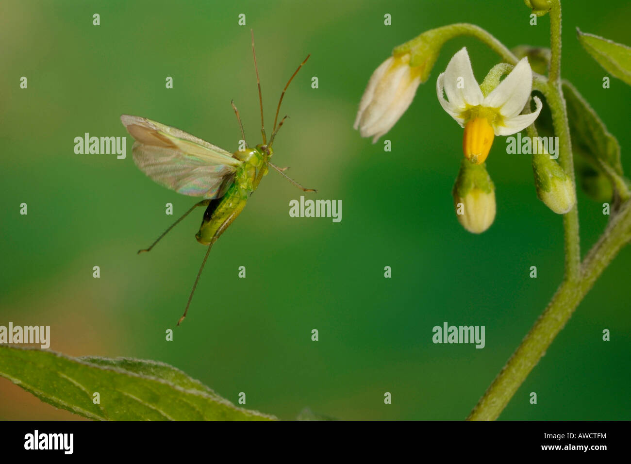 Common green capsid bugs hi-res stock photography and images - Alamy