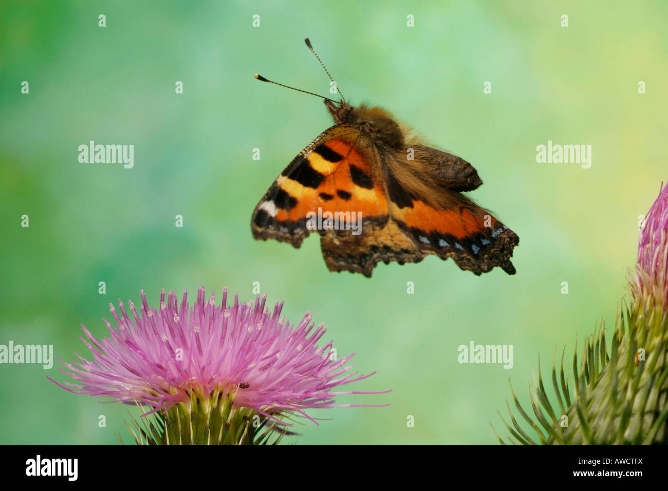 Small tortoiseshell butterfly hi-res stock photography and images - Alamy