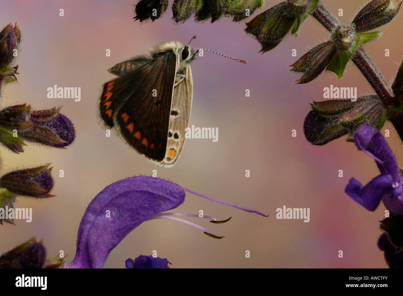 Fliegende blumen hi-res stock photography and images - Alamy