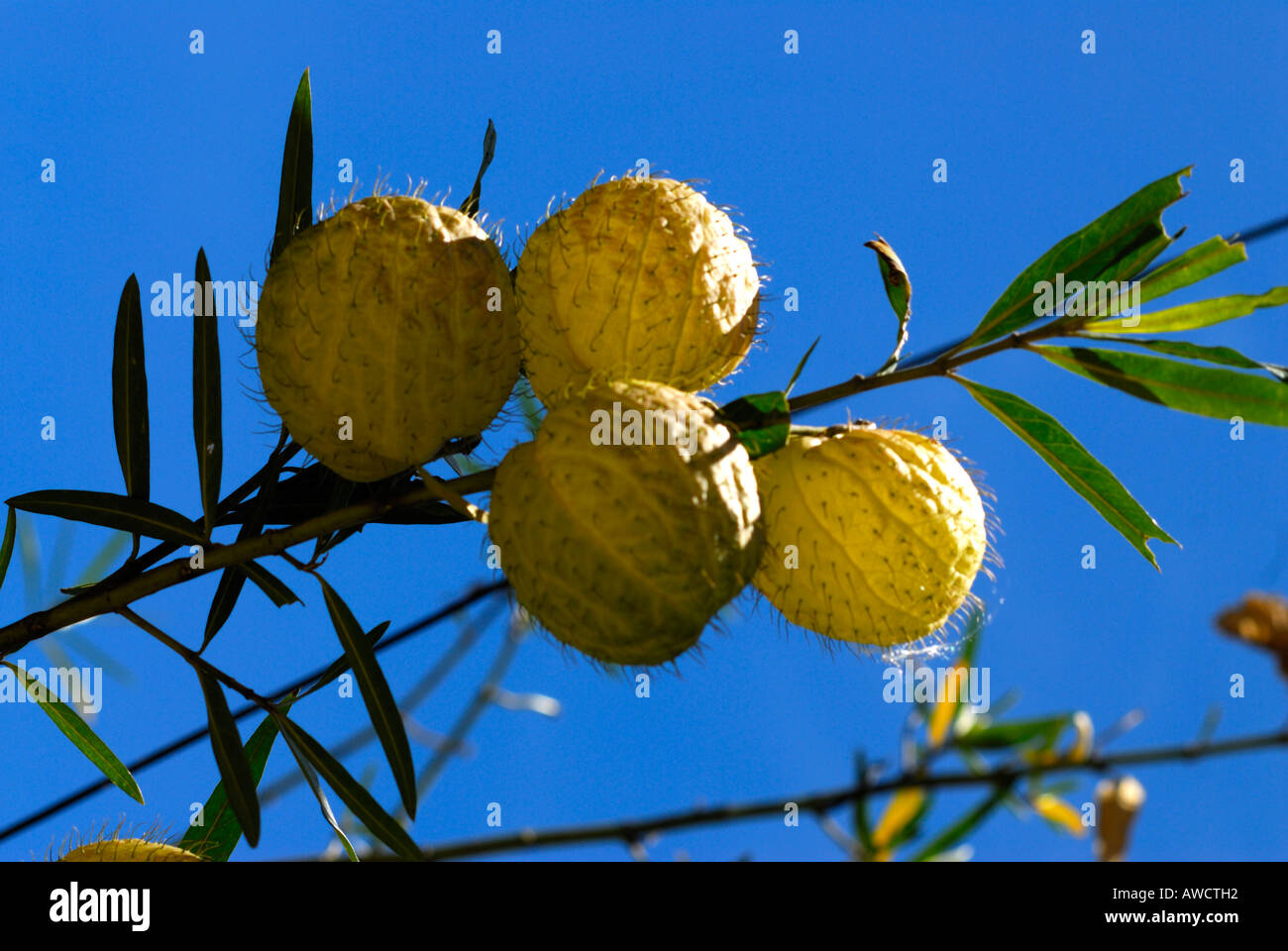 Bearing fruit tree hi-res stock photography and images - Alamy