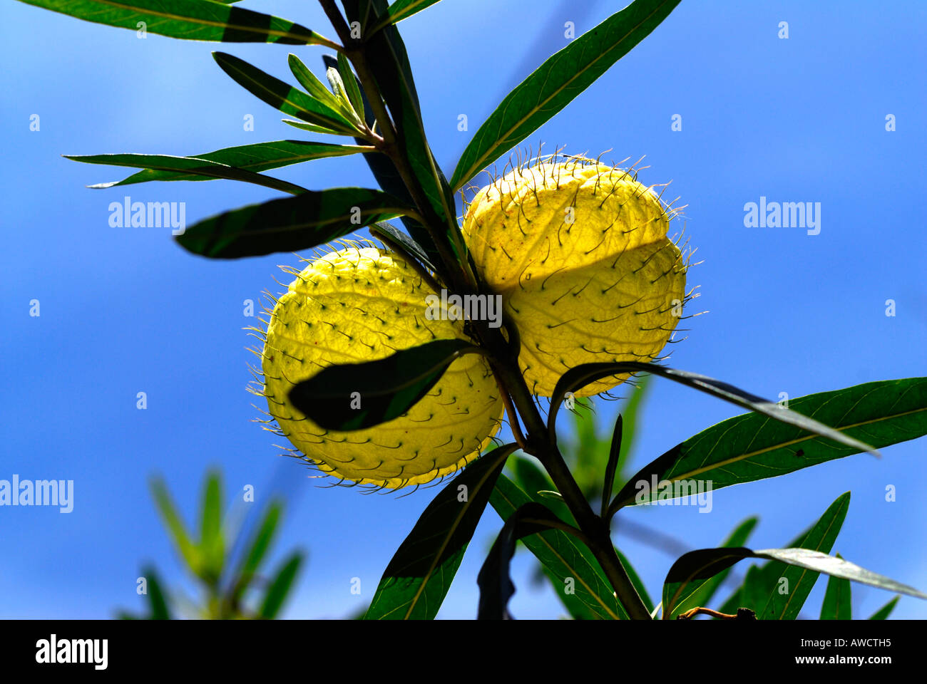 Fruit bearing tree hi-res stock photography and images - Alamy