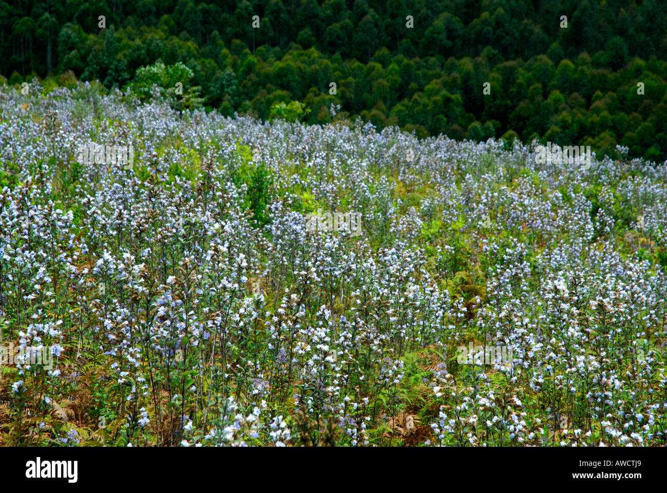 NEELAKURINJI FLOWERS IN GUHANATHAPURAM NEAR KOVILOOR MUNNAR Stock Photo ...
