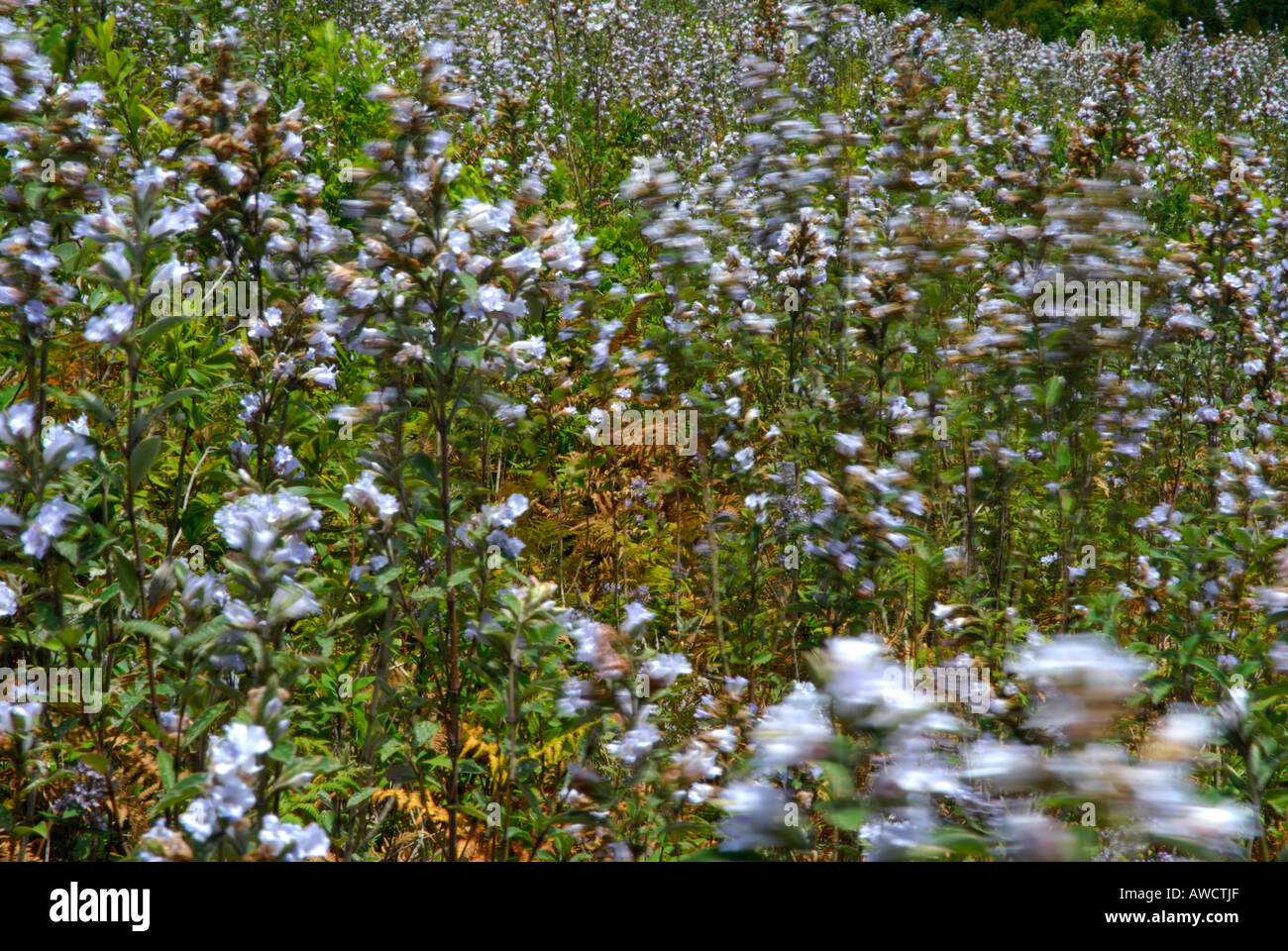 NEELAKURINJI FLOWERS IN GUHANATHAPURAM NEAR KOVILOOR MUNNAR Stock Photo ...