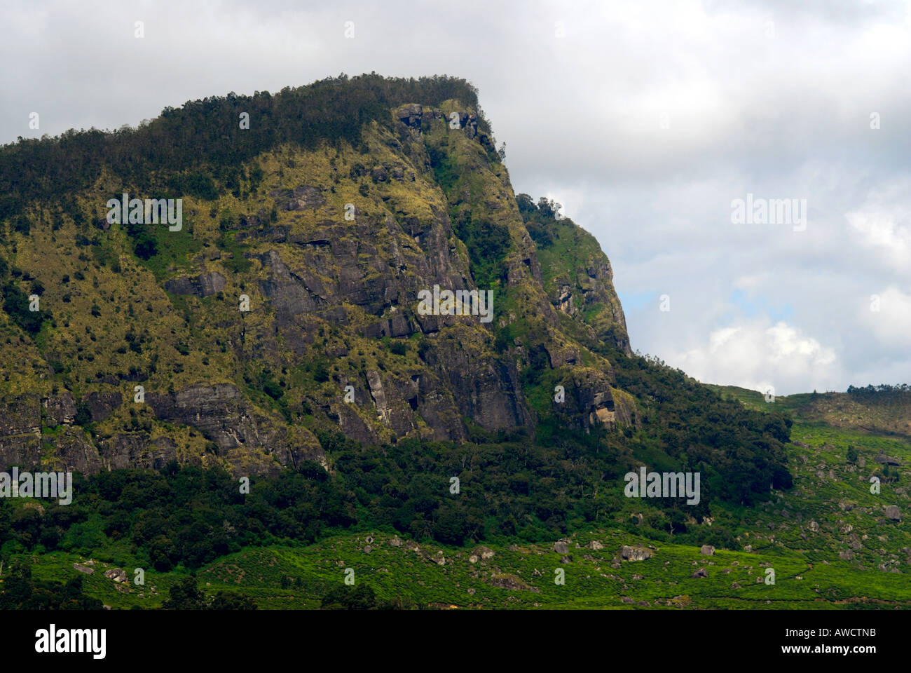 Mannavan sholai hi-res stock photography and images - Alamy