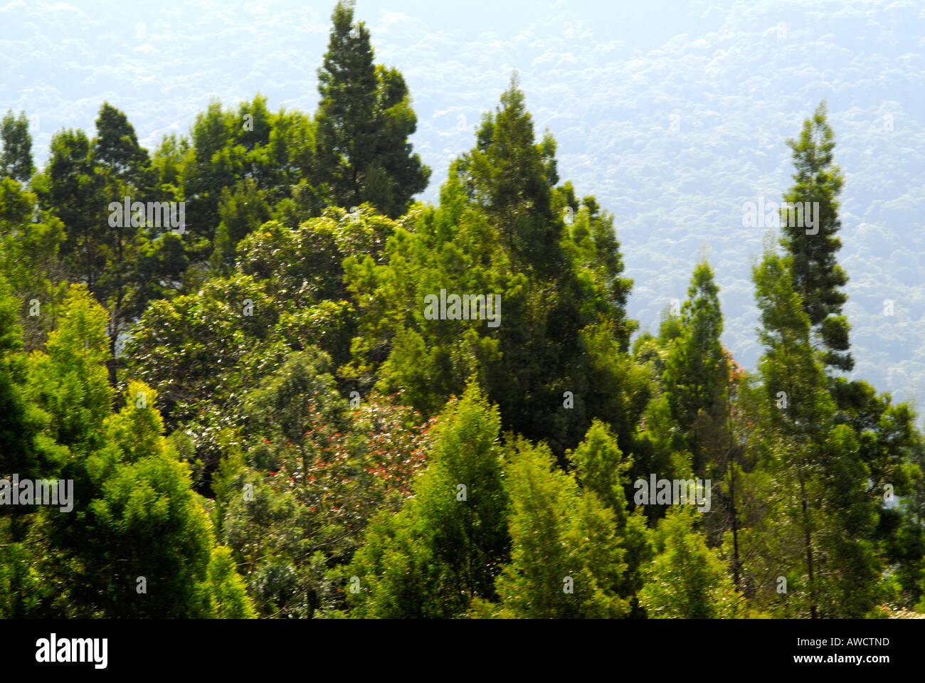 Mannavan sholai hi-res stock photography and images - Alamy
