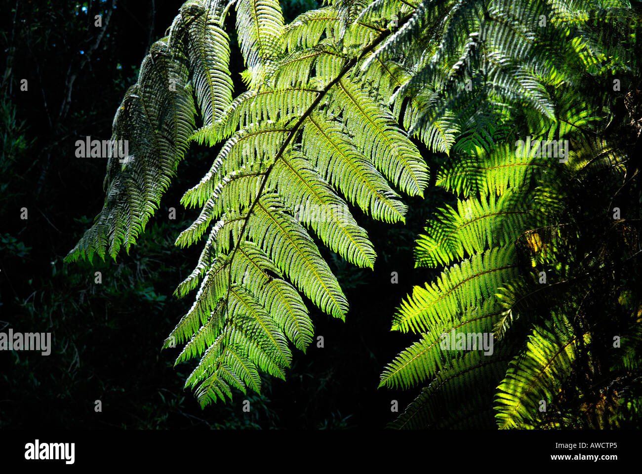 Shola forests hi-res stock photography and images - Alamy