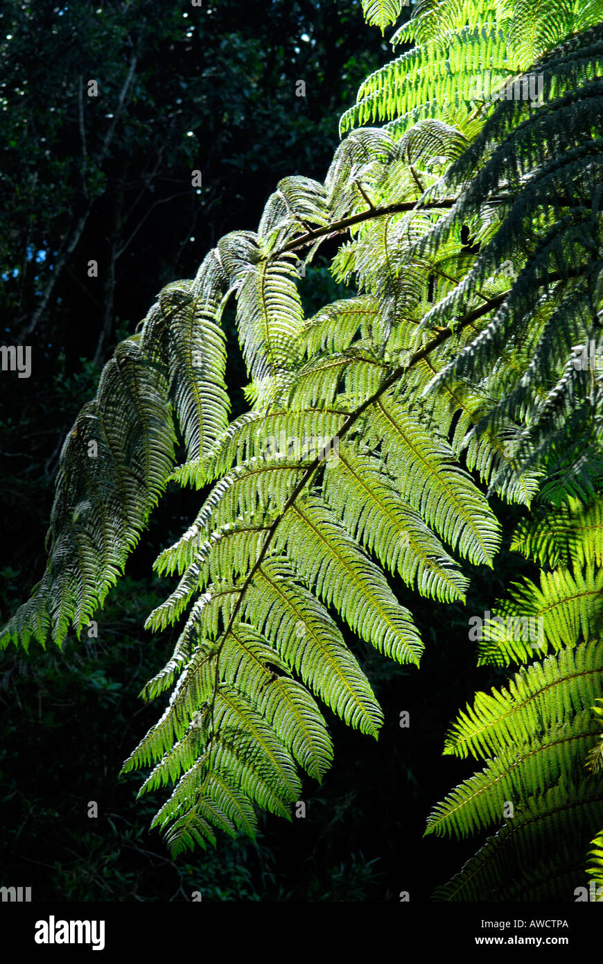 Shola forests hi-res stock photography and images - Alamy