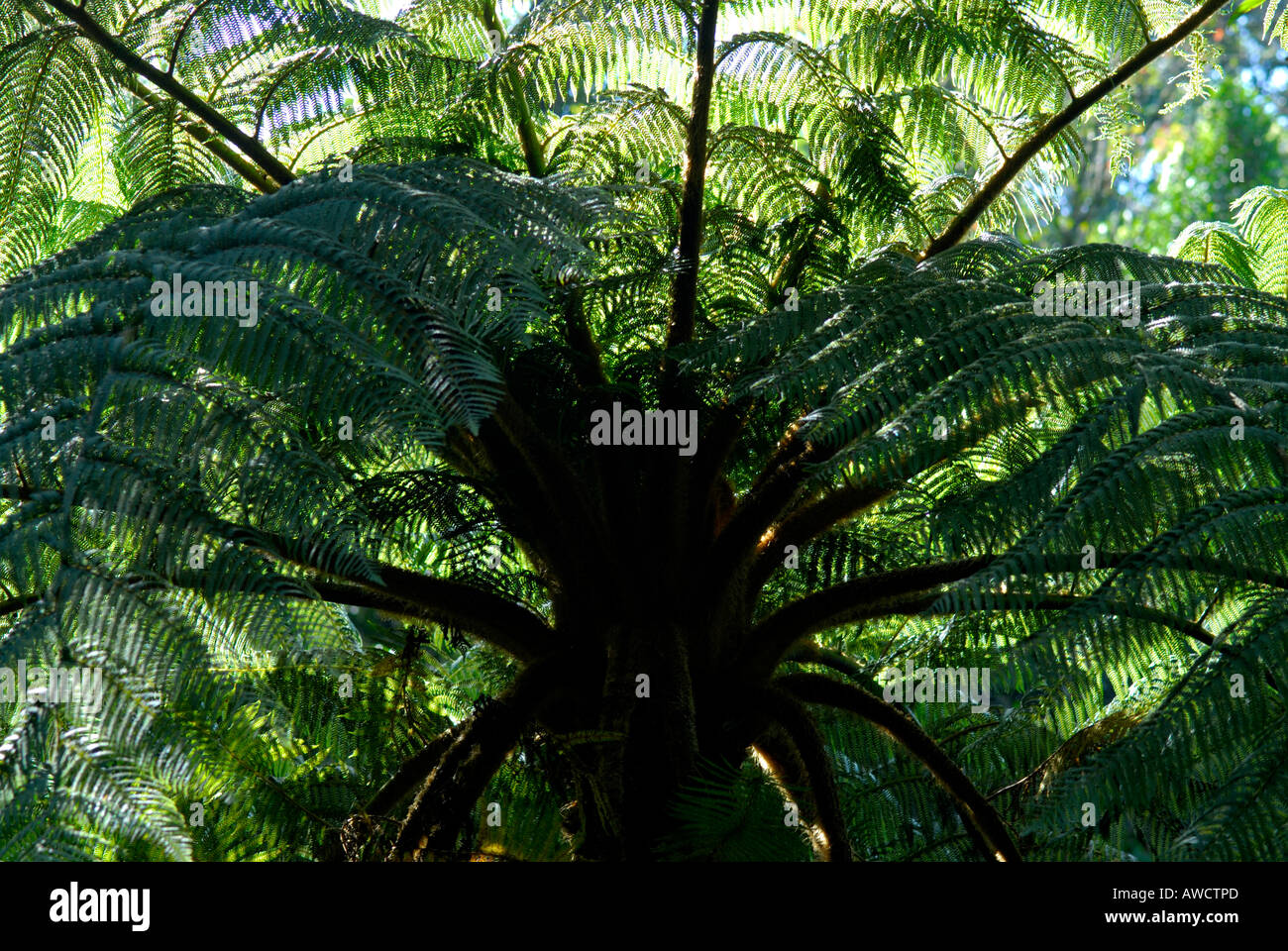 Shola forests hi-res stock photography and images - Alamy