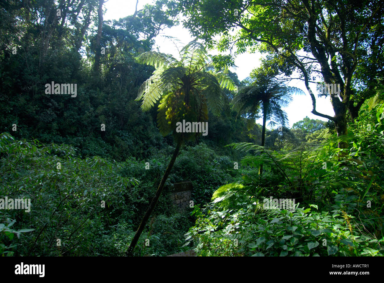 Shola forests hi-res stock photography and images - Alamy