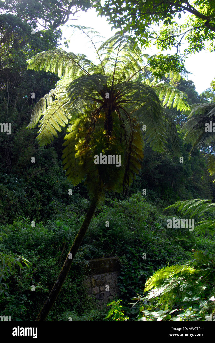 Shola forests hi-res stock photography and images - Alamy