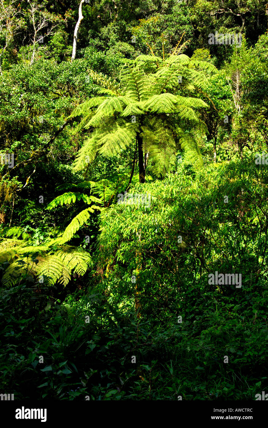 Shola forests hi-res stock photography and images - Alamy