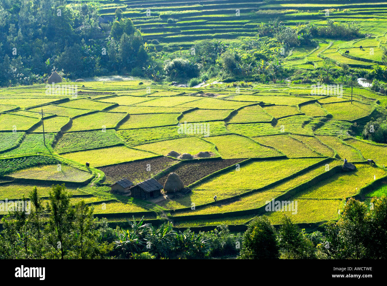 Terrace farming in kerala hi-res stock photography and images - Alamy