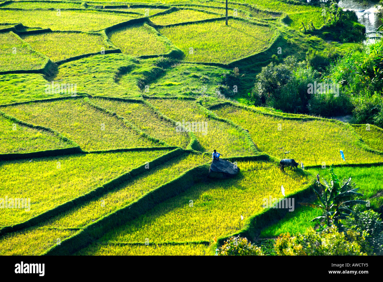 Terrace farming in kerala hi-res stock photography and images - Alamy