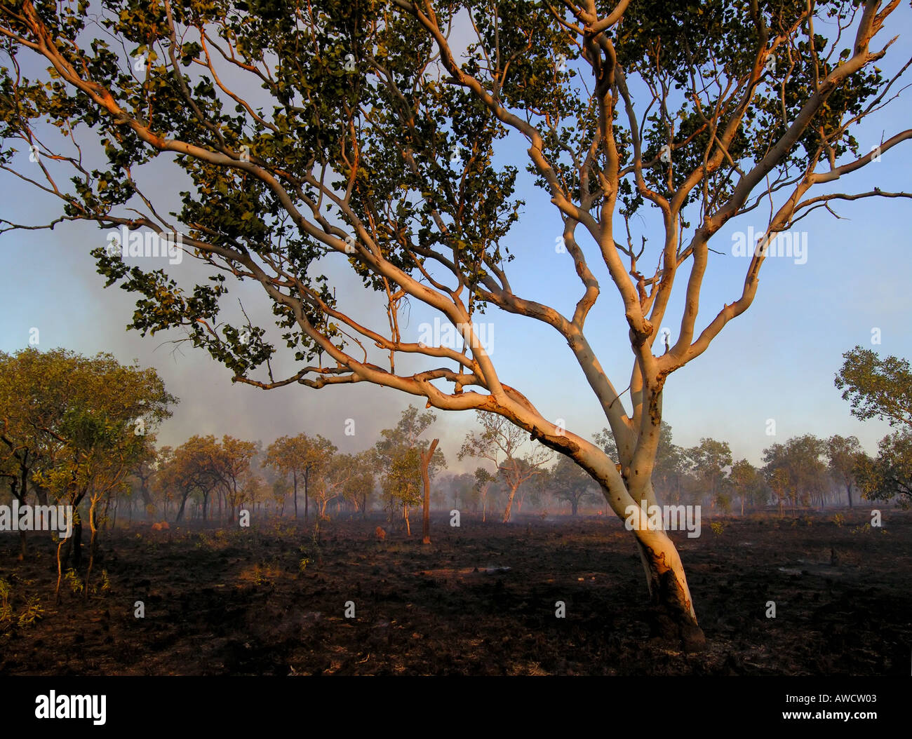 Bush fire south of Darwin Stock Photo - Alamy